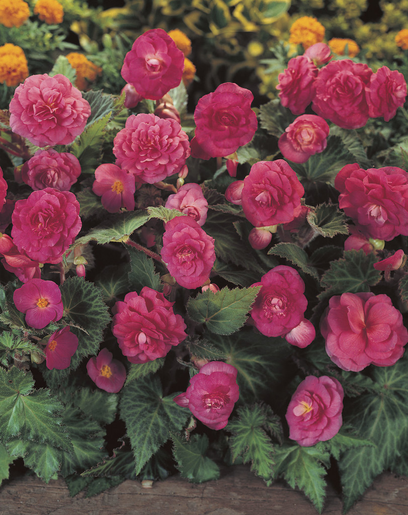 Begonia Multiflora Rosada : venta Begonia Multiflora Rosada