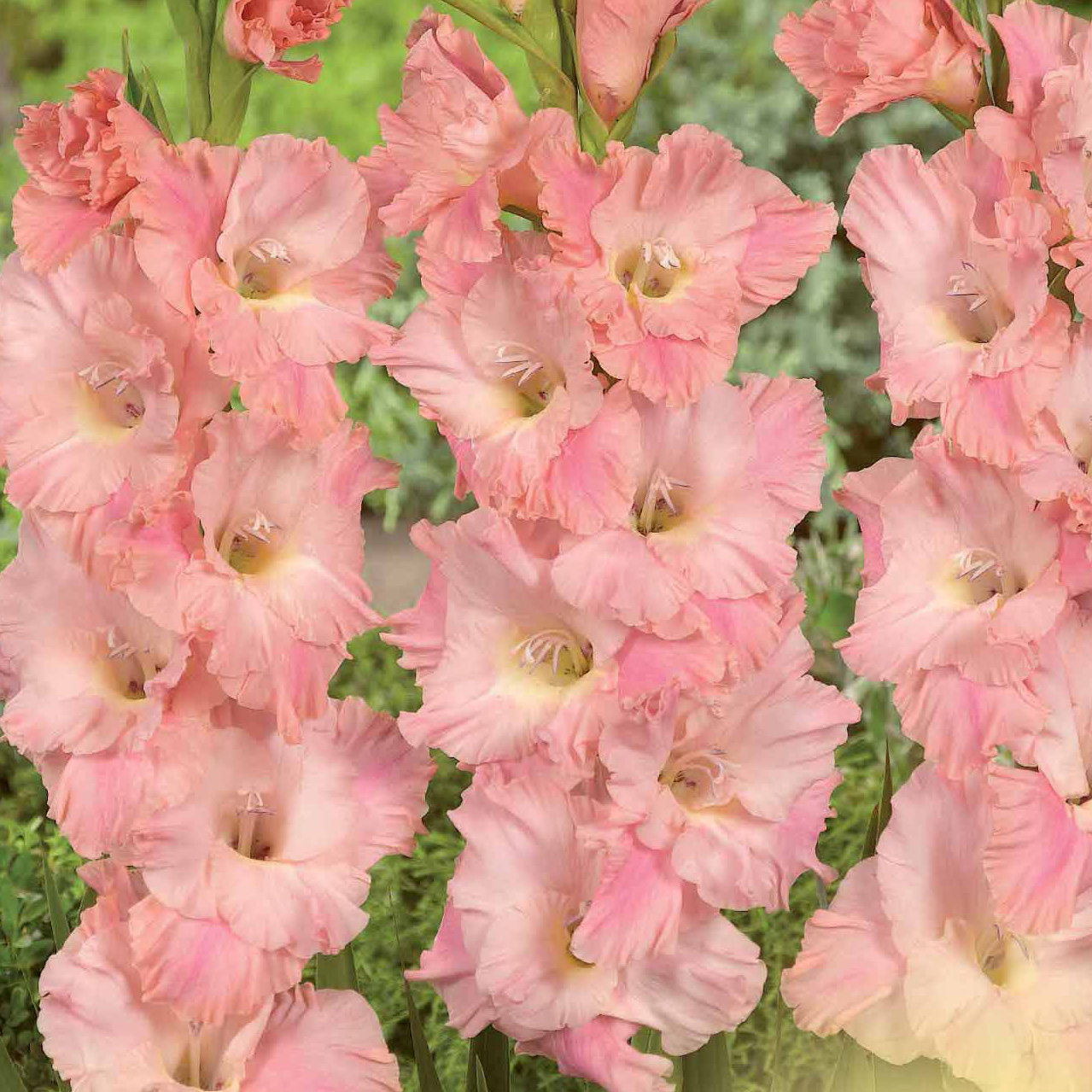 Gladiolo 'Rose supreme' : venta Gladiolo 'Rose supreme'