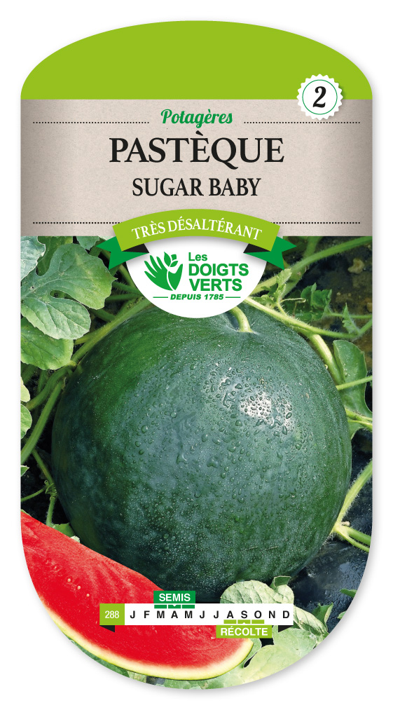 Sandía 'Sugar Baby' : venta Sandía 'Sugar Baby'