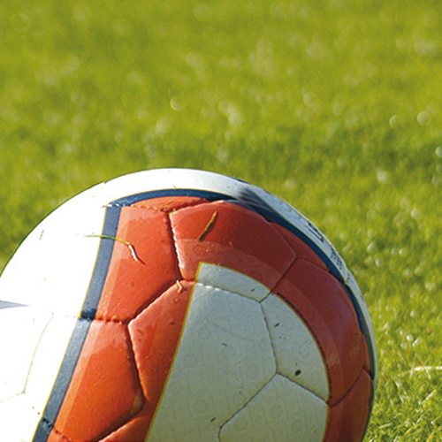 Césped para campos deportivos - 5kg - 175m2 : venta Césped para campos ...