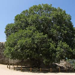 Arce Acer Árbol - Venta Online de plantones de Arce