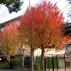 Arce Acer Árbol - Venta Online de plantones de Arce