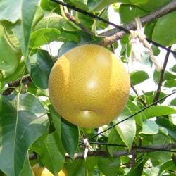 Nashi o pera asiática : venta Nashi o pera asiática / Pyrus pyrifolia
