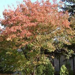 Arce del amor : venta Arce del amor / Acer ginnala