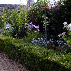 Boj común : venta Boj común / Buxus sempervirens