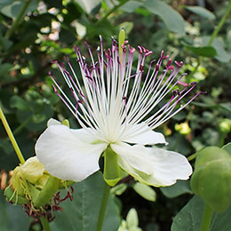 Alcaparra : venta Alcaparra / Capparis spinosa