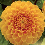 Venta Online de Bulbos de Dalia