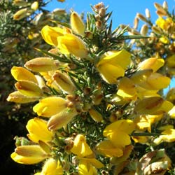 Tojo : venta Tojo / Ulex europaeus